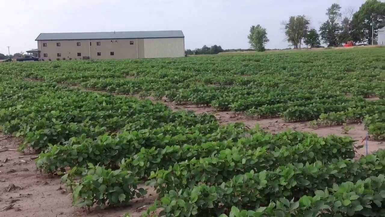Bay Farms Missouri Soybean Research Plot Update – BigYield