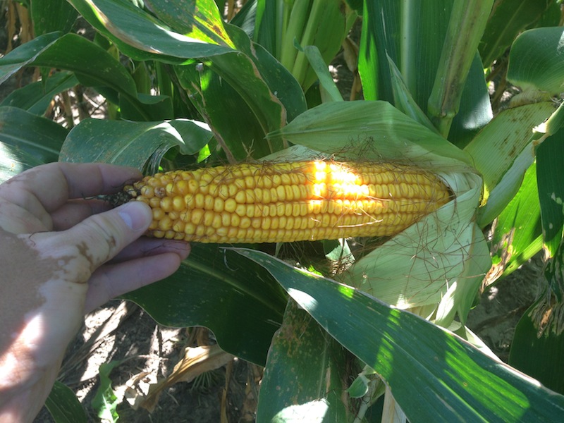 A Look at our Corn Crop Throughout the Year – BigYield