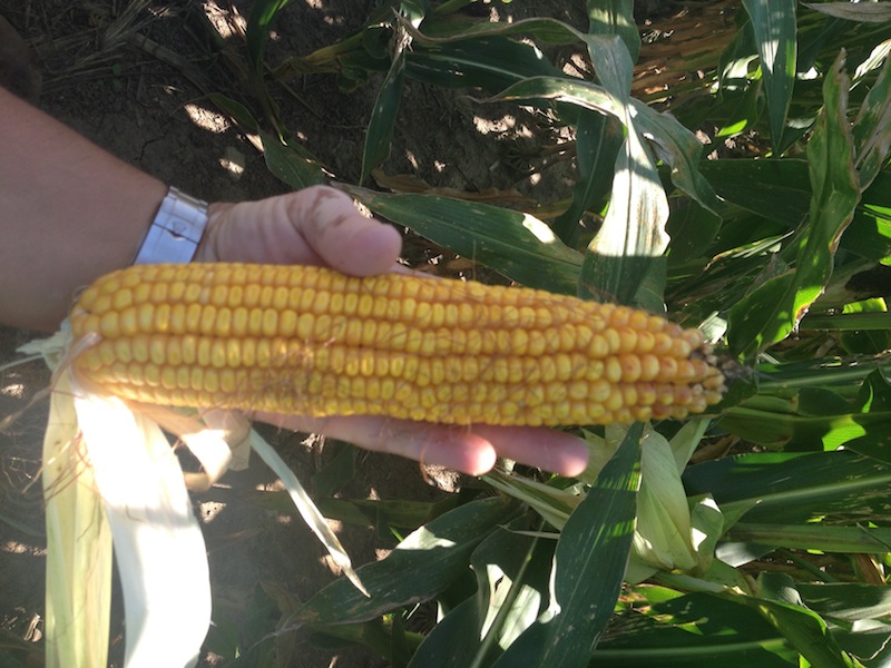 A Look at our Corn Crop Throughout the Year – BigYield