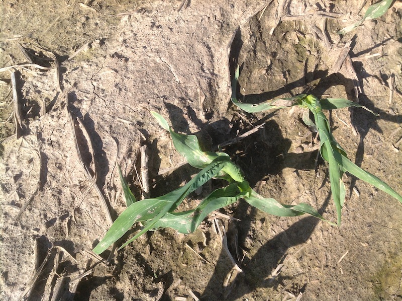 A Look at our Corn Crop Throughout the Year – BigYield