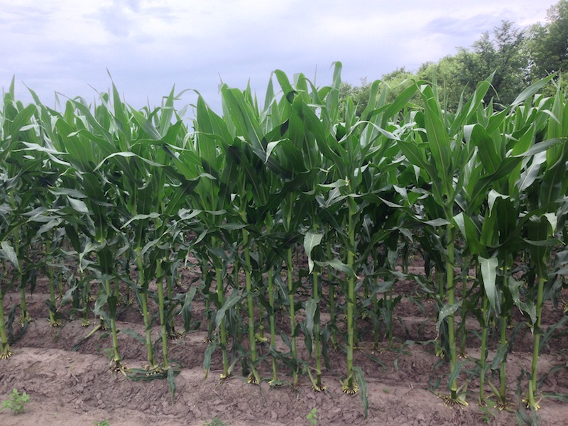 A Look at our Corn Crop Throughout the Year – BigYield