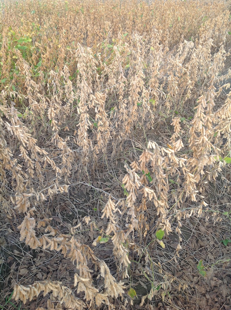 A Look at our Soybean Crop Throughout the Year – BigYield