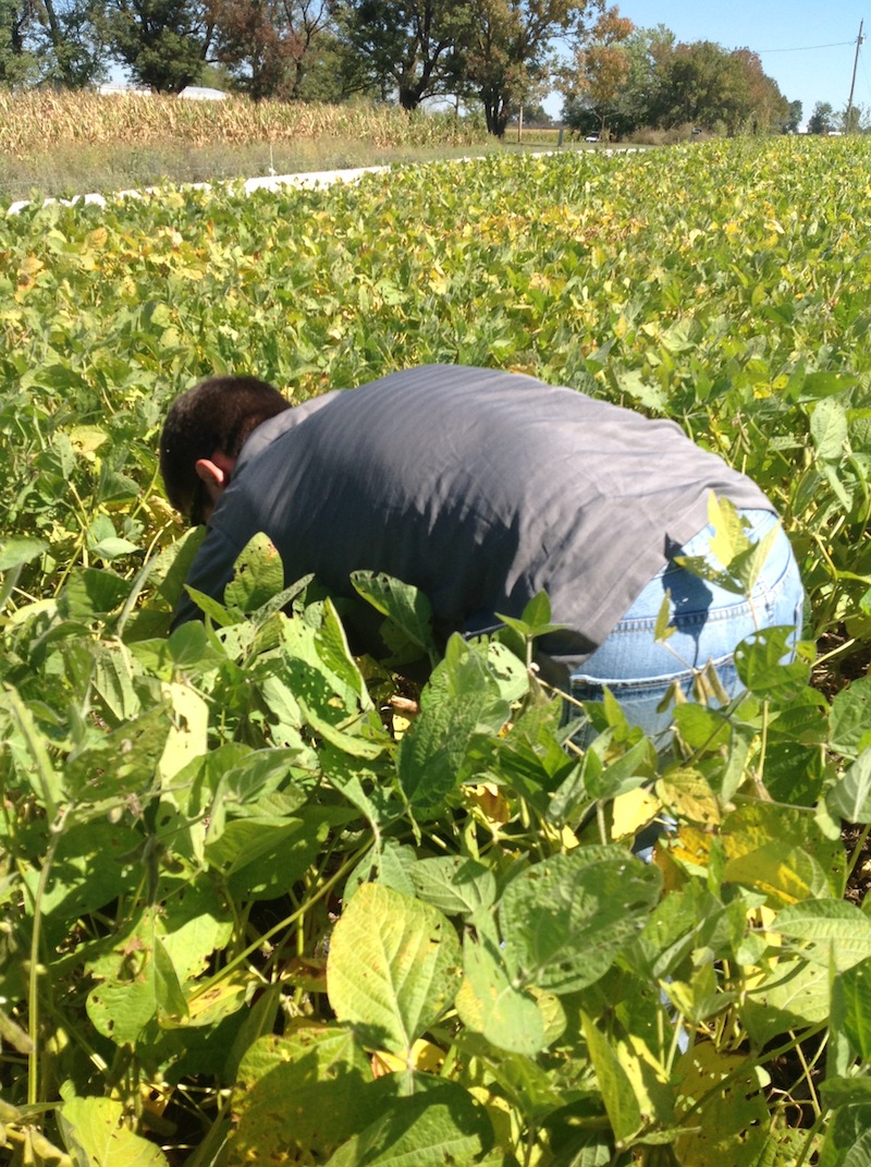A Look at our Soybean Crop Throughout the Year – BigYield
