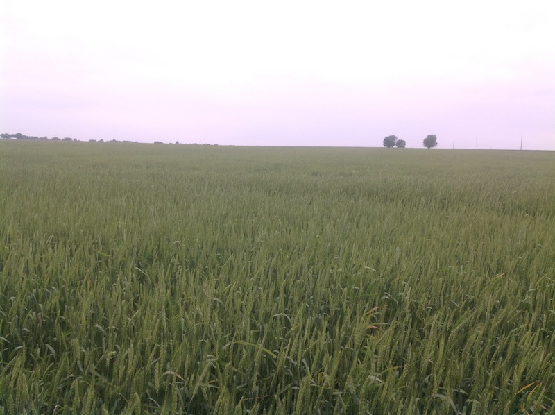 This Years Wheat Crop and Harvest – BigYield