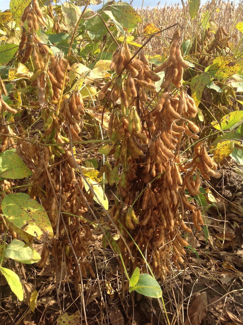 A Look at our Soybean Crop Throughout the Year – BigYield