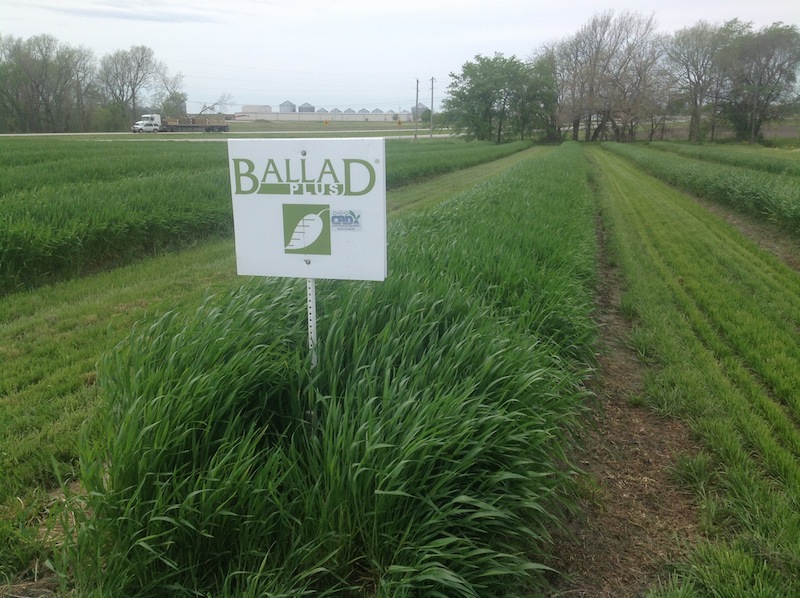 This Years Wheat Crop and Harvest – BigYield