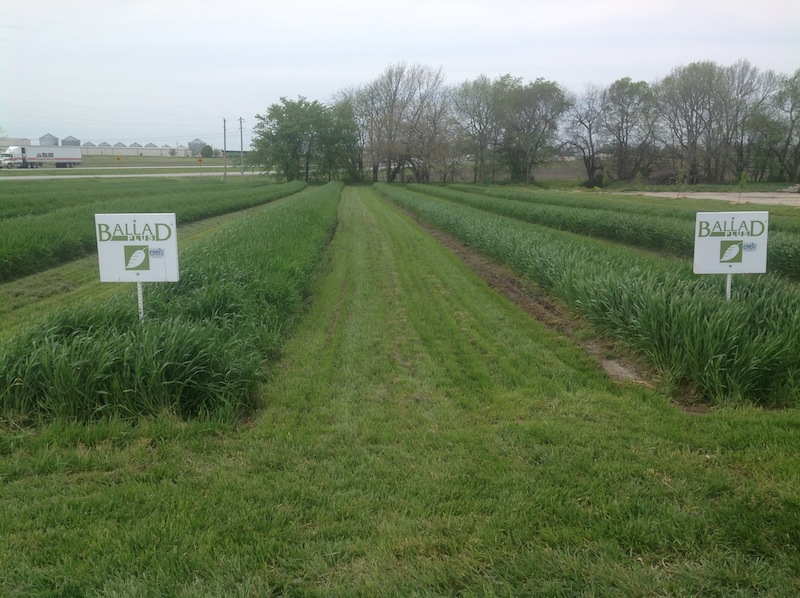 This Years Wheat Crop and Harvest – BigYield