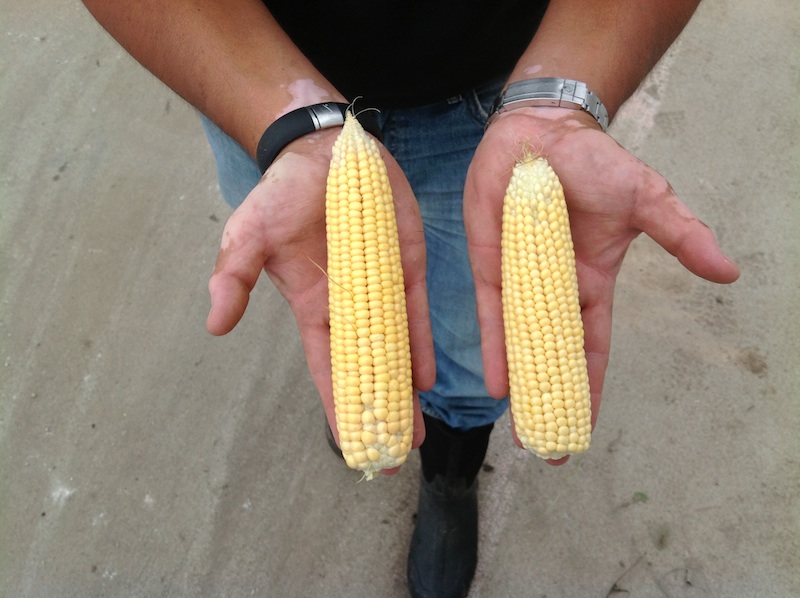 A Look at Some of our Crops This Year – BigYield