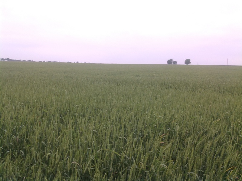 A Look at Some of our Crops This Year – BigYield