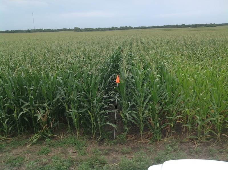 Large Scale Infurrow Testing on Corn 2 – BigYield