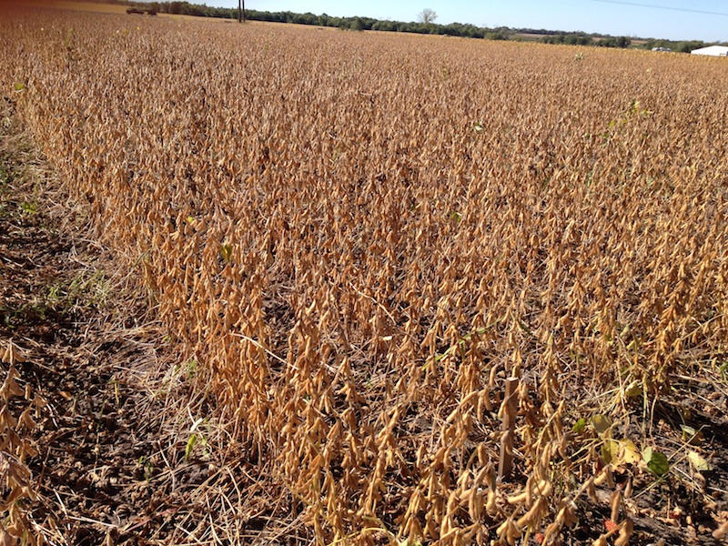 Another Look at the 2013 Soybean Crop – BigYield