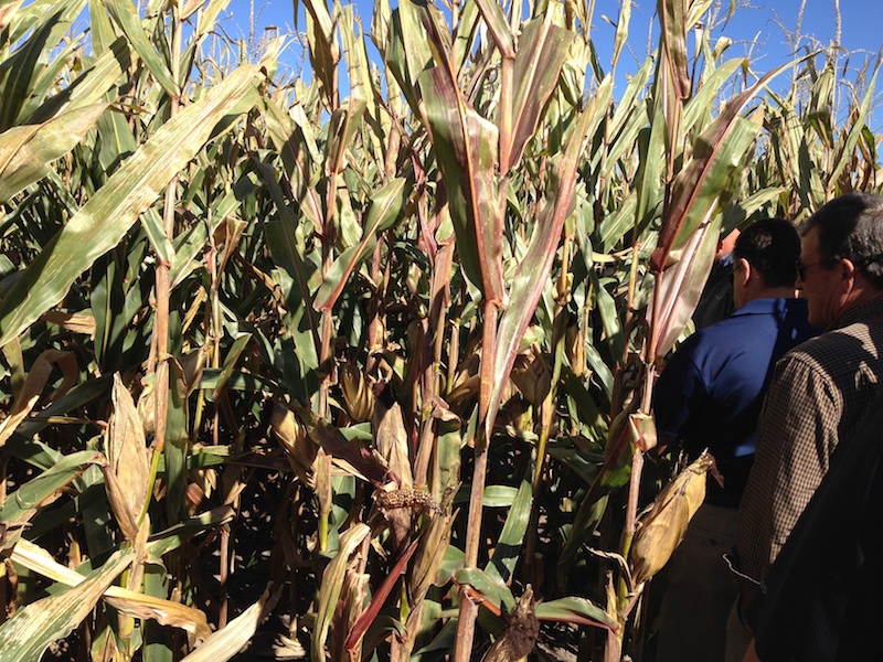 Remembering the 2013 Season – BigYield