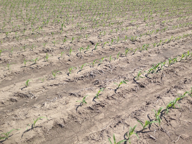 Early Corn at The Farm Research Center – BigYield