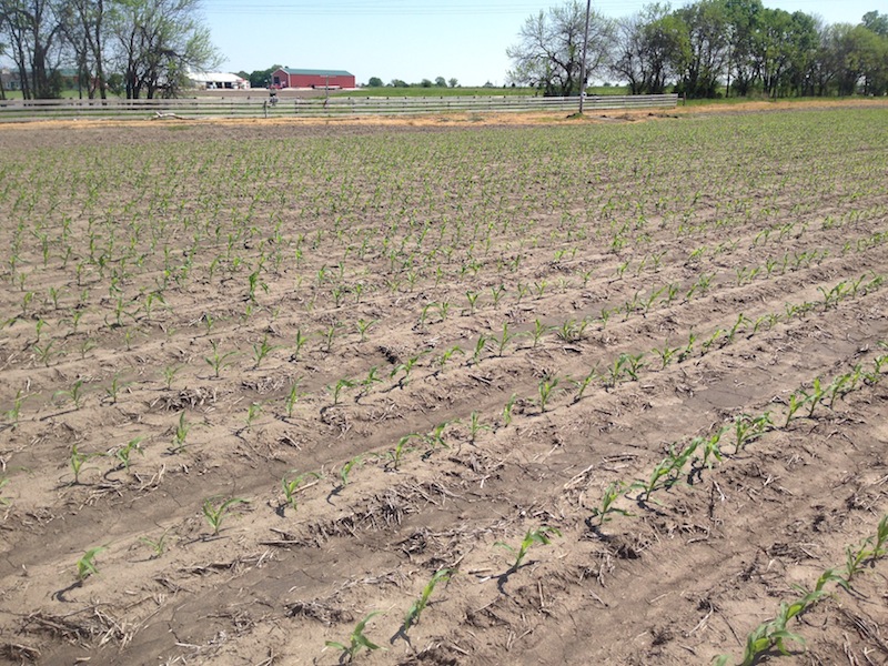 Early Corn at The Farm Research Center – BigYield