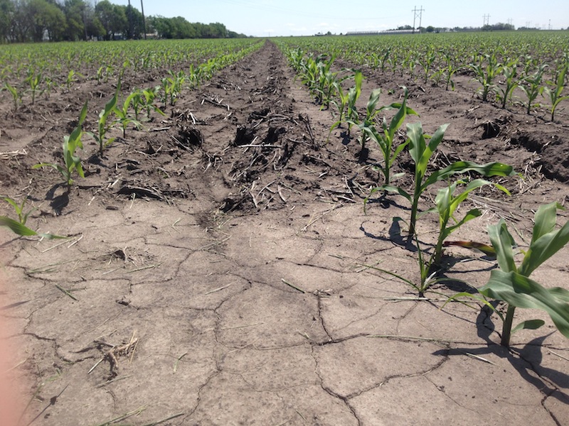 Early Corn at The Farm Research Center – BigYield