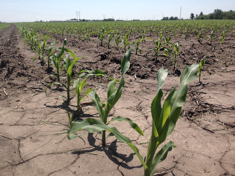 Early Corn at The Farm Research Center – BigYield