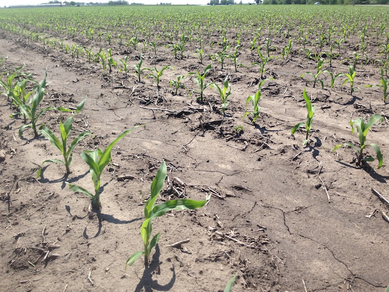 Early Corn at The Farm Research Center – BigYield