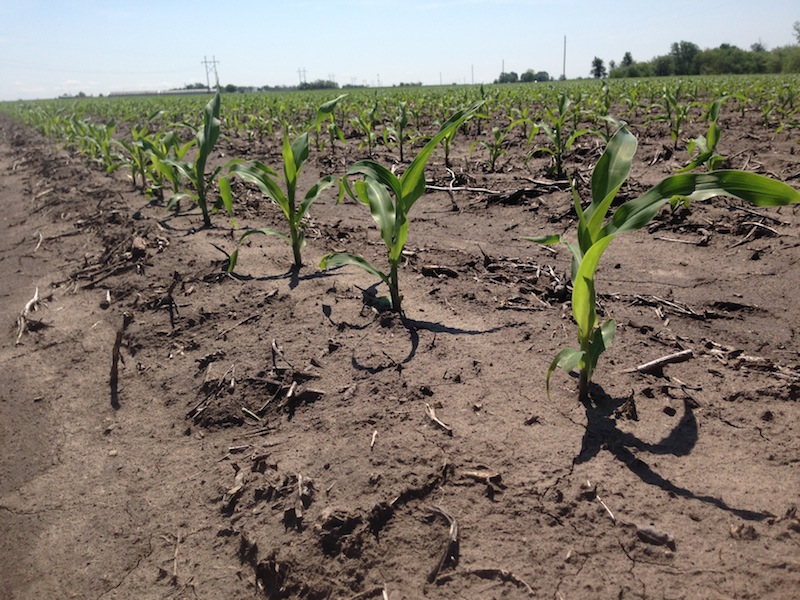 Early Corn at The Farm Research Center – BigYield