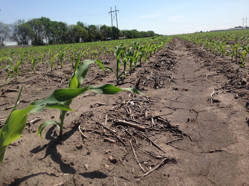 Early Corn at The Farm Research Center – BigYield