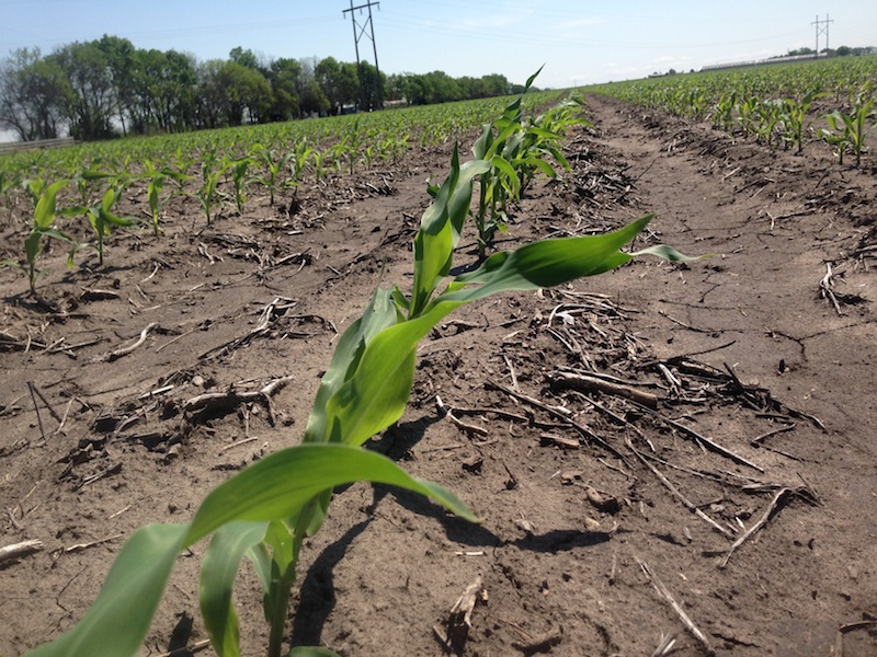 Early Corn at The Farm Research Center – BigYield