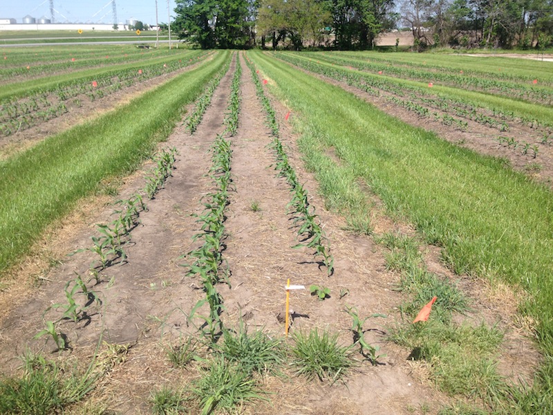 Corn Research Plot at The Farm Research Center – BigYield