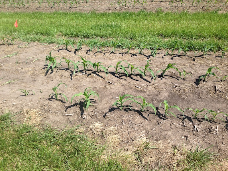 Corn Research Plot at The Farm Research Center – BigYield