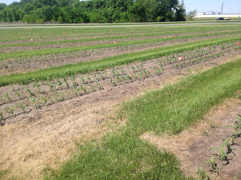 Corn Research Plot at The Farm Research Center – BigYield