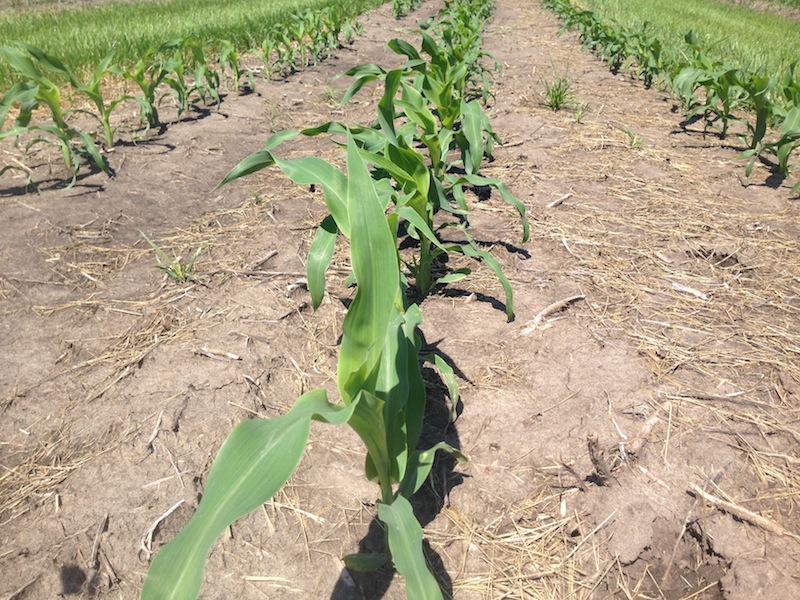 Corn Research Plot at The Farm Research Center – BigYield