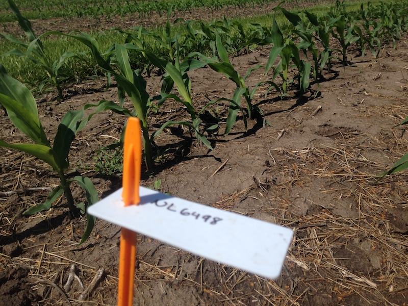 Corn Research Plot at The Farm Research Center – BigYield