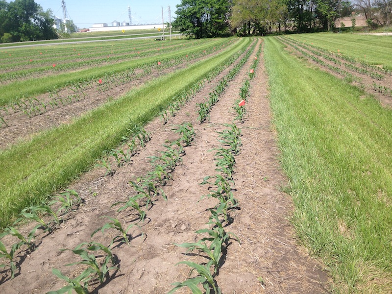 Corn Research Plot at The Farm Research Center – BigYield