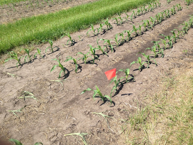 Corn Research Plot at The Farm Research Center – BigYield