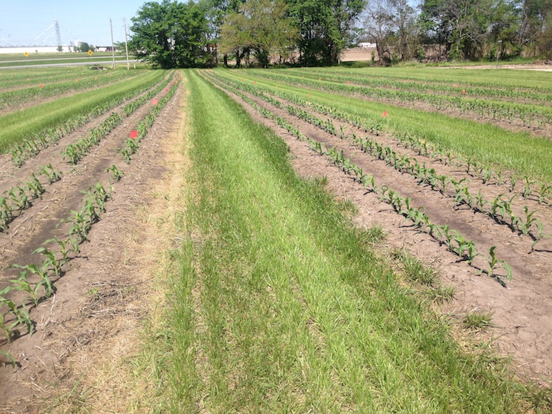 Corn Research Plot at The Farm Research Center – BigYield