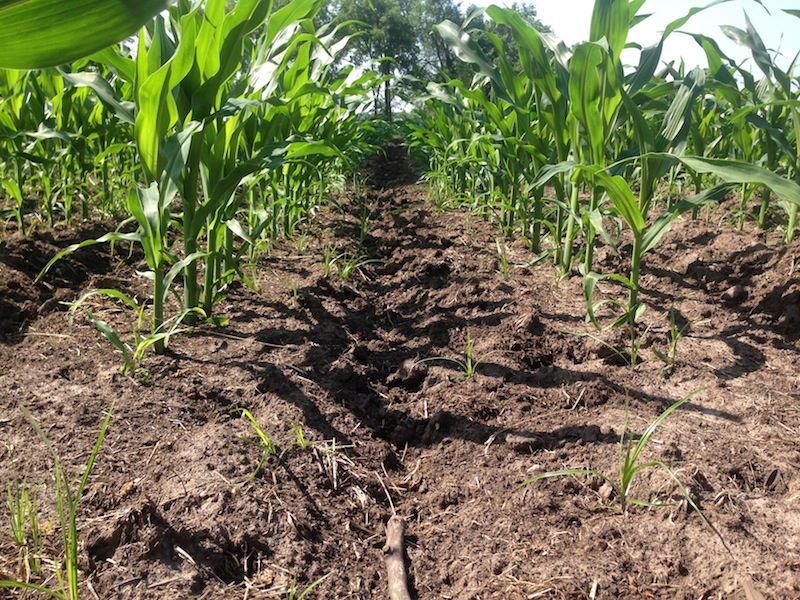 A Look at Our Crop Progress – BigYield