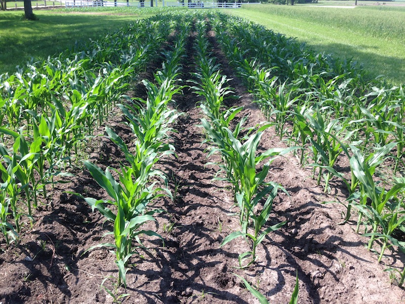 A Look at Our Crop Progress – BigYield