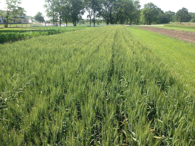 A Look at Our Crop Progress – BigYield