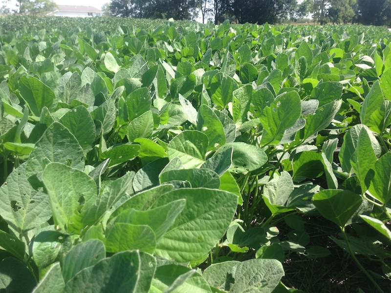 Crop Update Photos 8-28-14 – BigYield