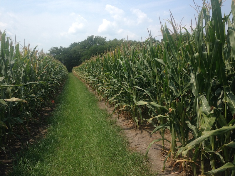 Crop Update Photos 8-6-14 – BigYield