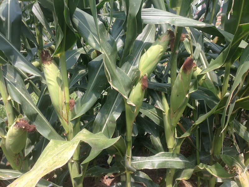 Crop Update Photos 8-6-14 – BigYield