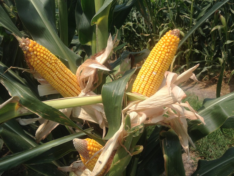 Crop Update Photos 8-6-14 – BigYield