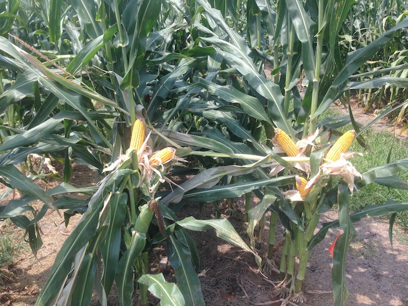 Crop Update Photos 8-6-14 – BigYield