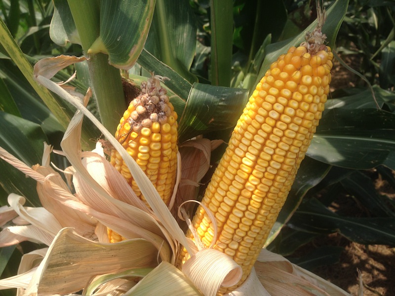 Crop Update Photos 8-6-14 – BigYield