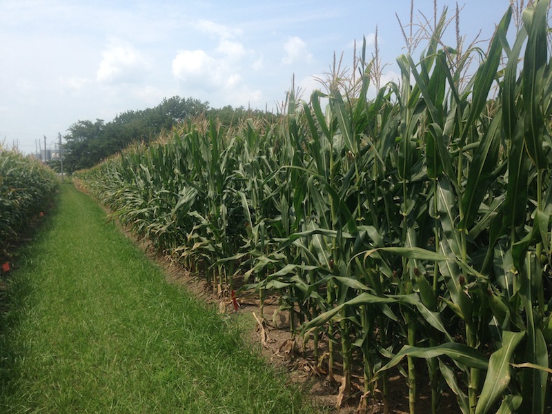 Crop Update Photos 8-6-14 – BigYield