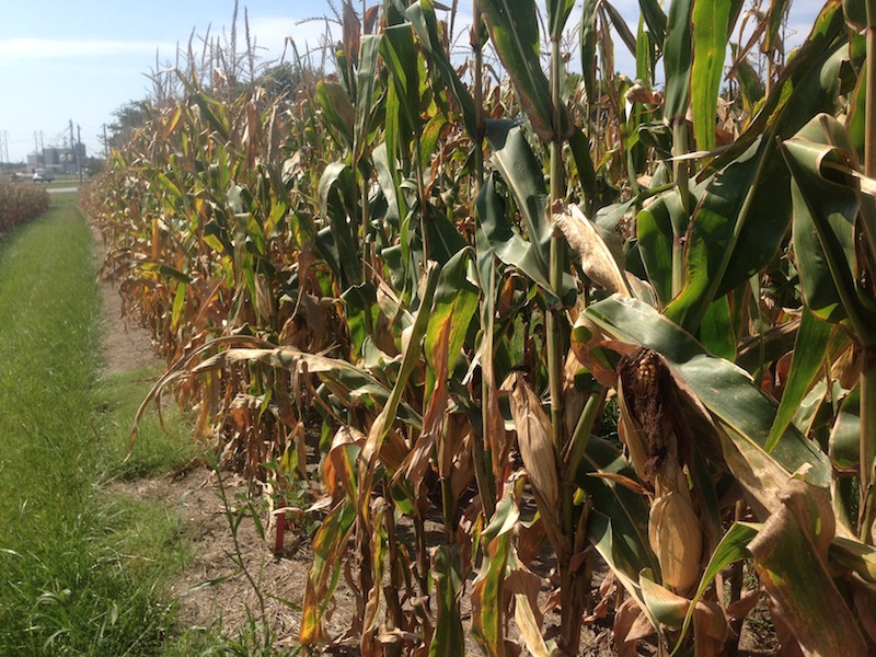 Crop Update Photos 8-28-14 – BigYield
