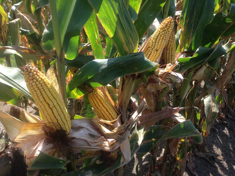 Crop Update Photos 8-28-14 – BigYield