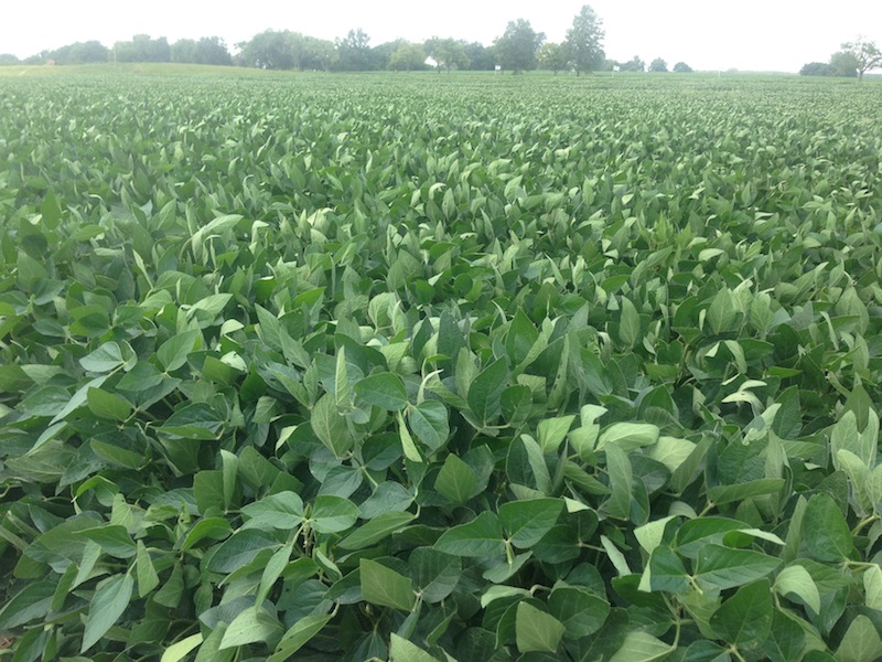 Crop Update Photos 8-6-14 – BigYield