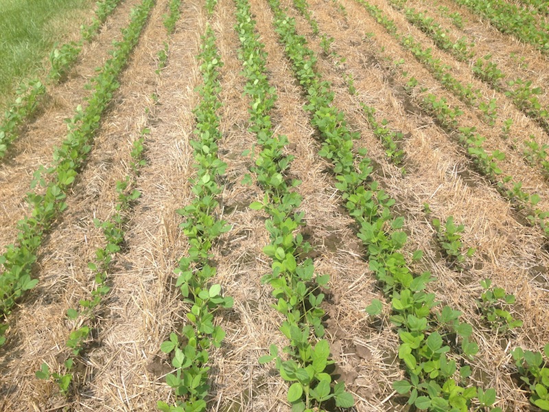 Crop Update Photos 8-6-14 – BigYield