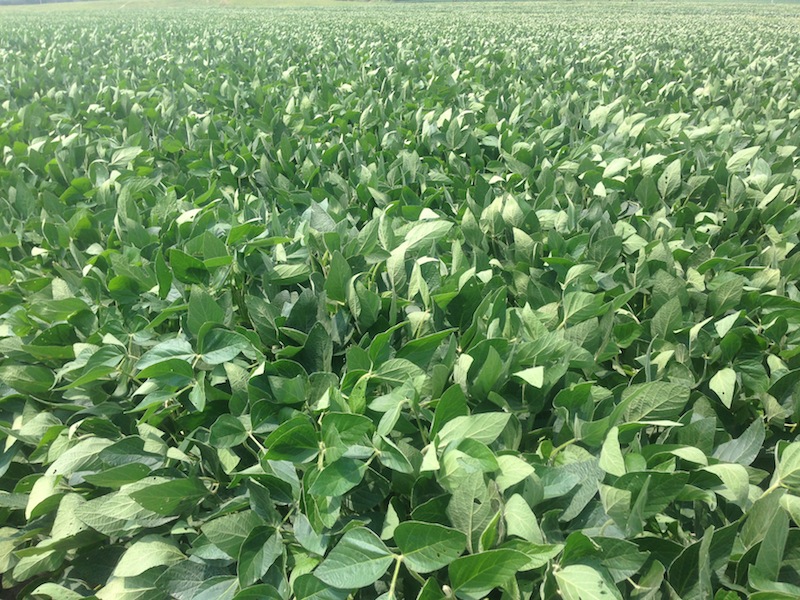 Crop Update Photos 8-6-14 – BigYield