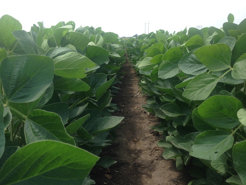 Crop Update Photos 8-6-14 – BigYield