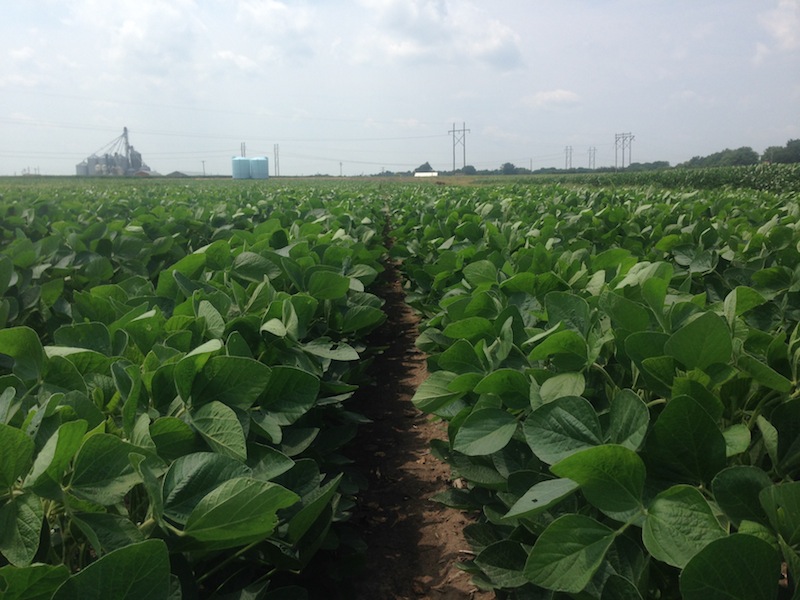 Crop Update Photos 8-6-14 – BigYield