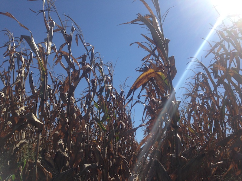 Crop Update Photos 9-4-14 – BigYield